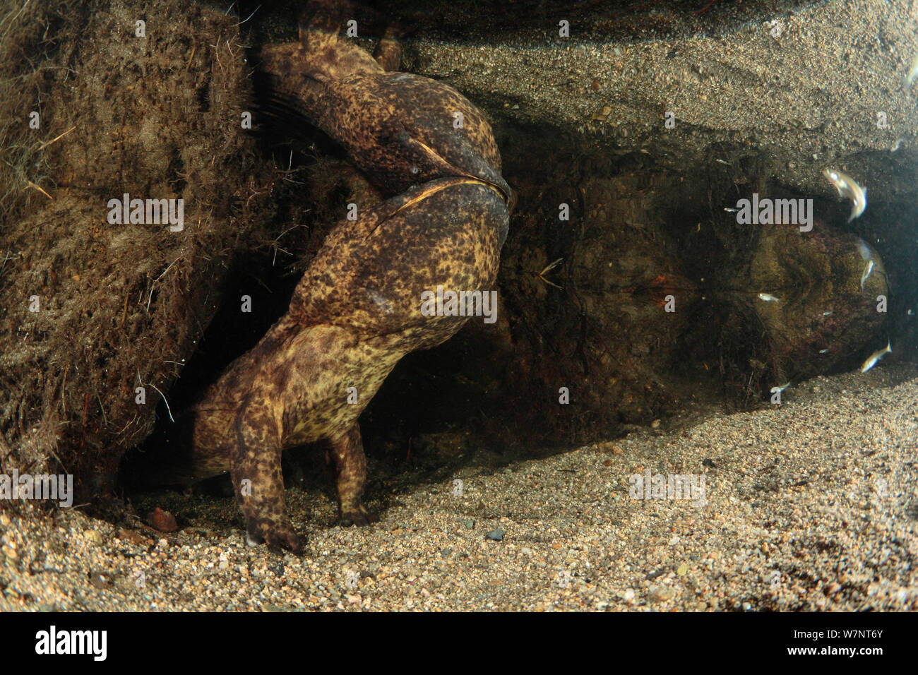 Japanische riesensalamander -Fotos und -Bildmaterial in hoher Auflösung ...