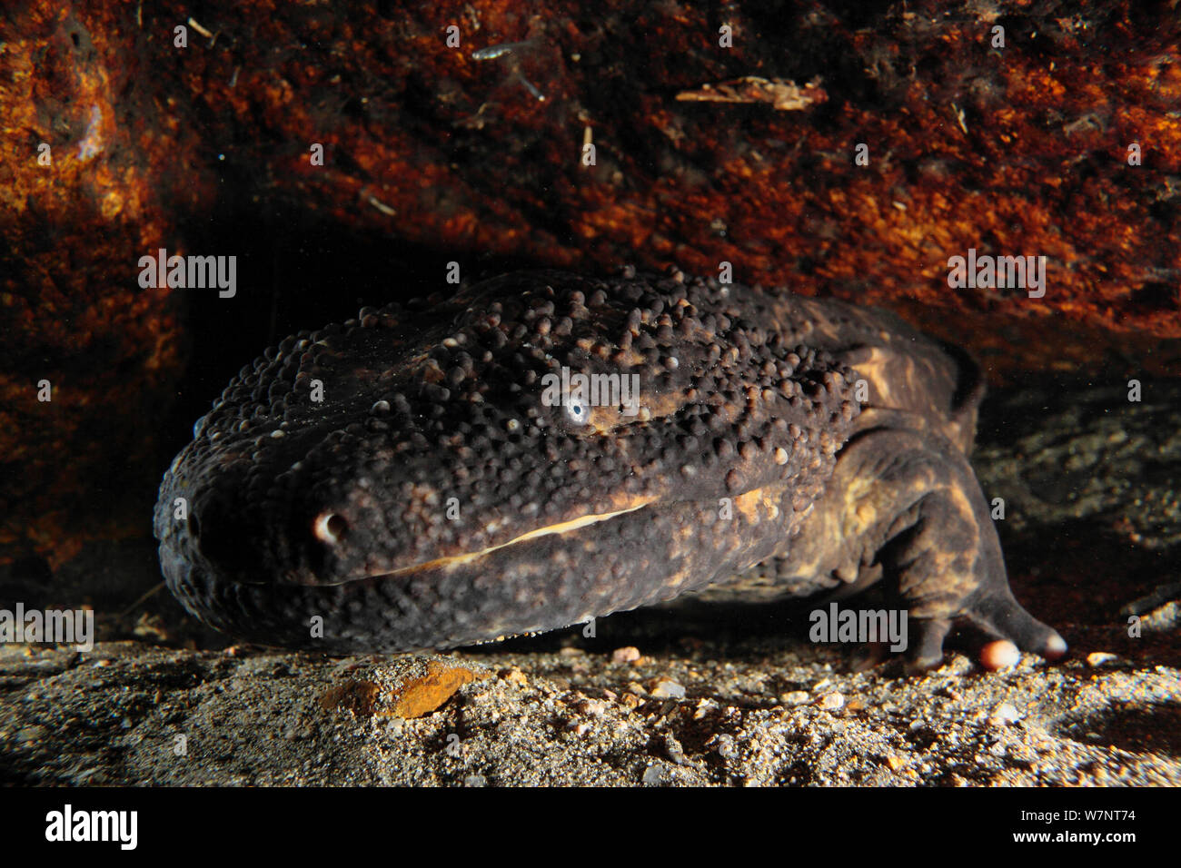 Japanese giant salamander andrias japonicus -Fotos und -Bildmaterial in ...