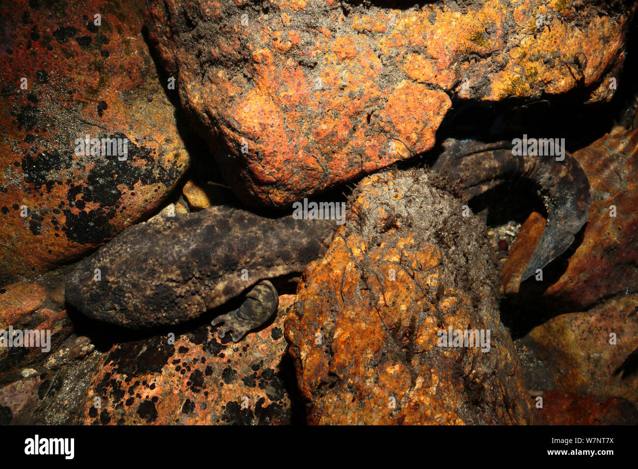 Japanische riesensalamander -Fotos und -Bildmaterial in hoher Auflösung ...