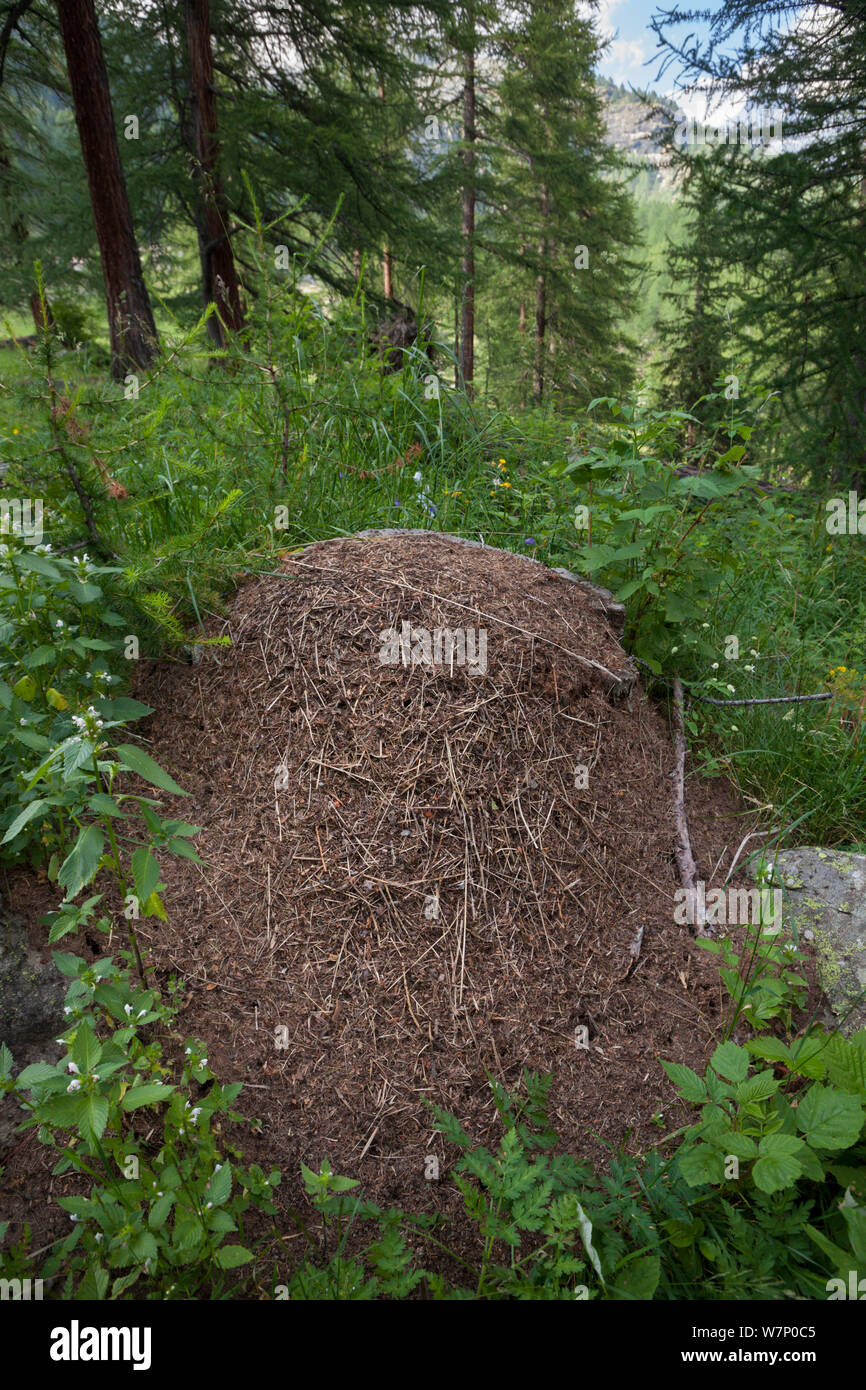 Formica rufa nest -Fotos und -Bildmaterial in hoher Auflösung – Alamy