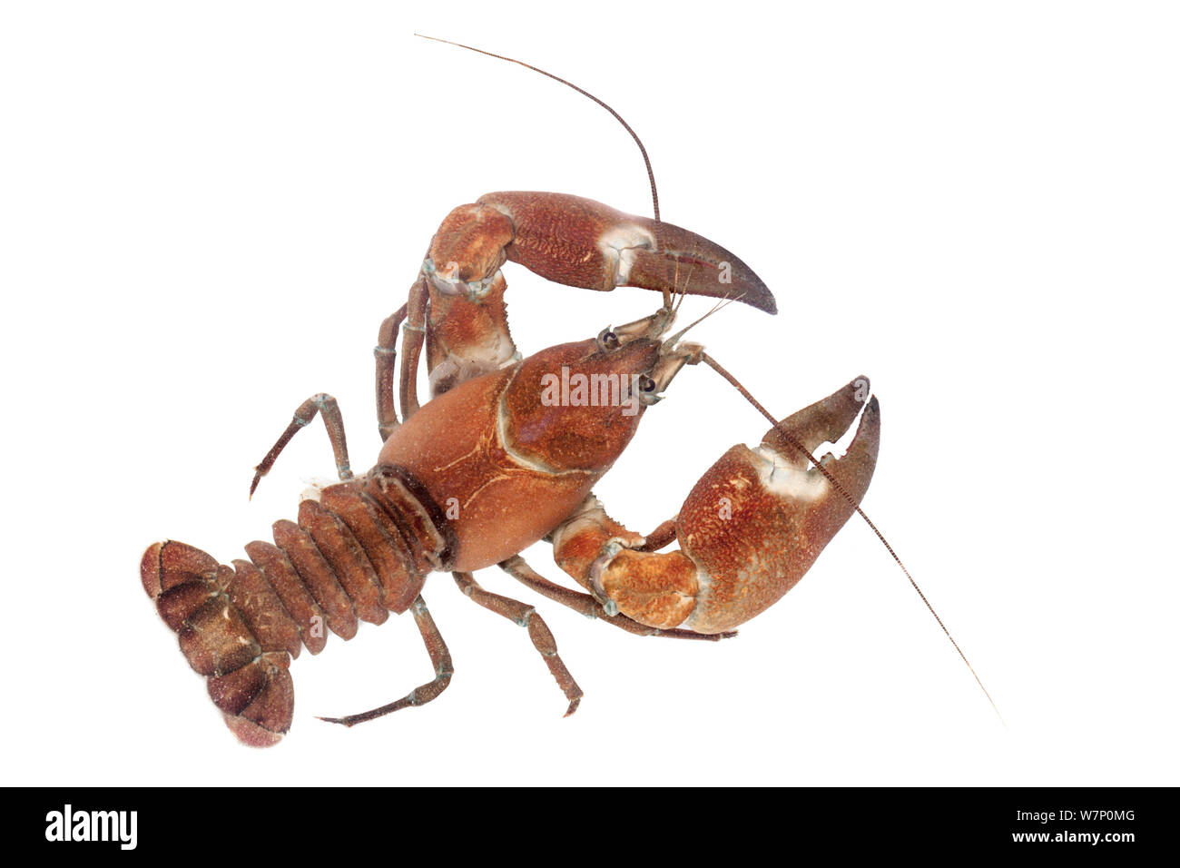 Nordamerikanischer Signalkrebs Stockfotos und -bilder Kaufen - Alamy