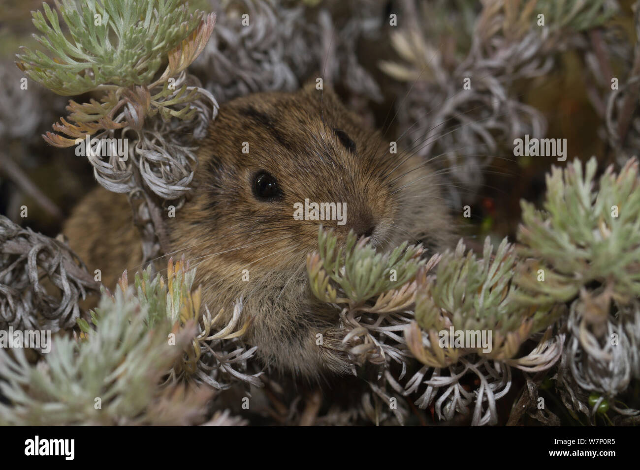 Steppe lemming -Fotos und -Bildmaterial in hoher Auflösung – Alamy