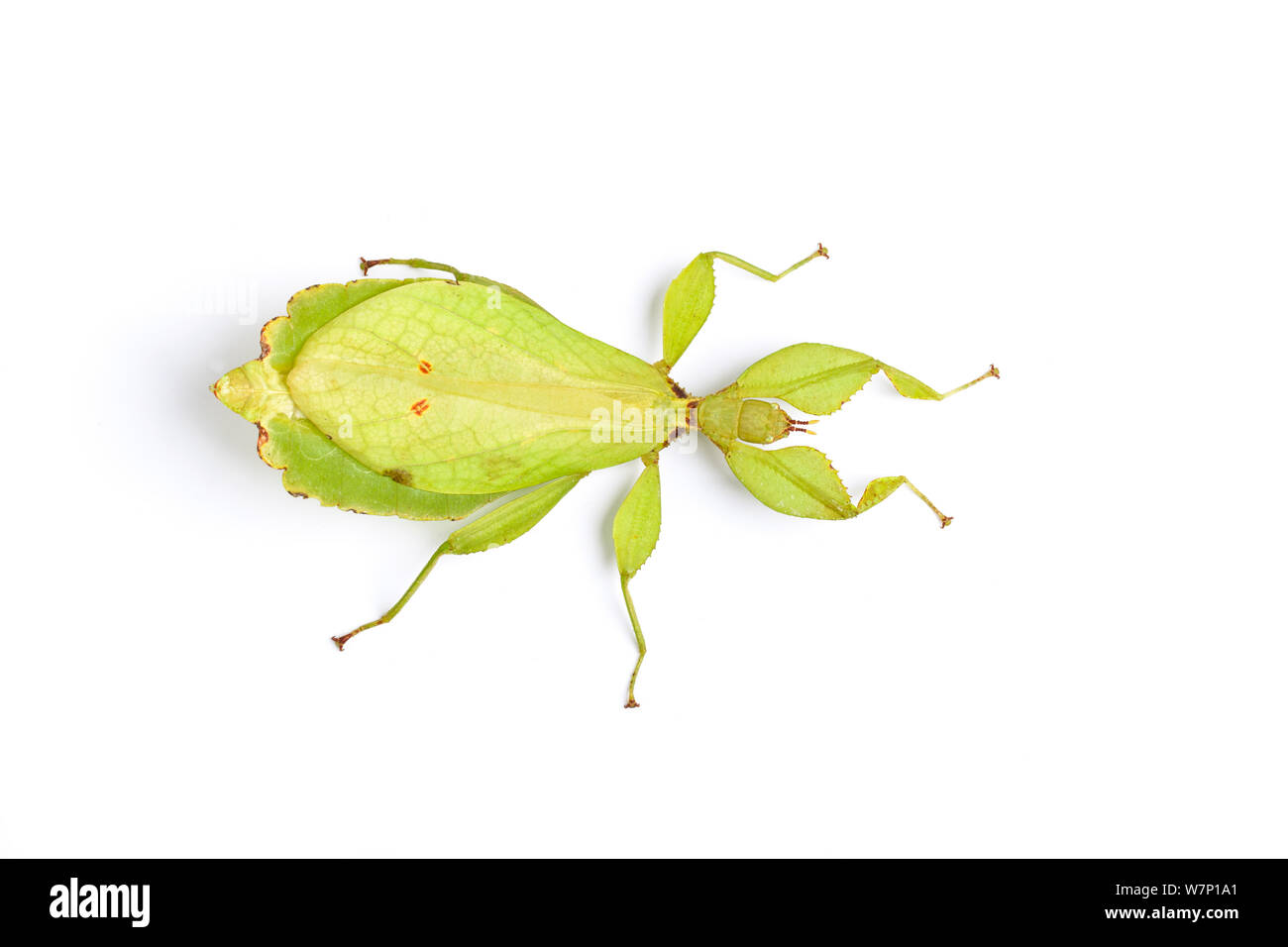 Phyllium sp -Fotos und -Bildmaterial in hoher Auflösung – Alamy