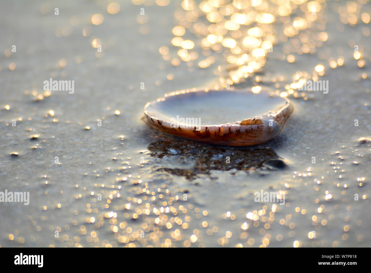 Goldener sand mit muschel -Fotos und -Bildmaterial in hoher Auflösung ...