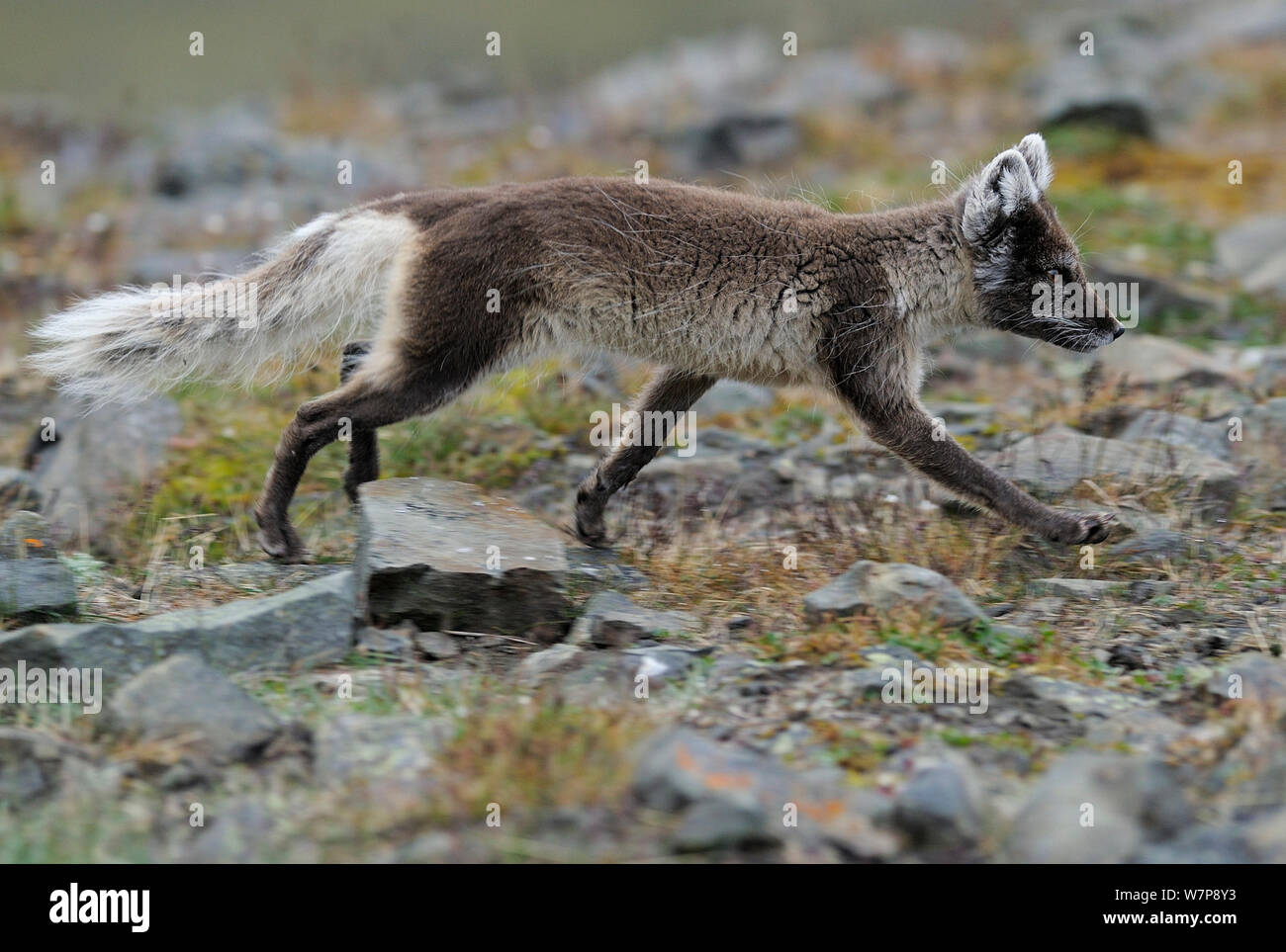 Profil von fuchs -Fotos und -Bildmaterial in hoher Auflösung – Alamy
