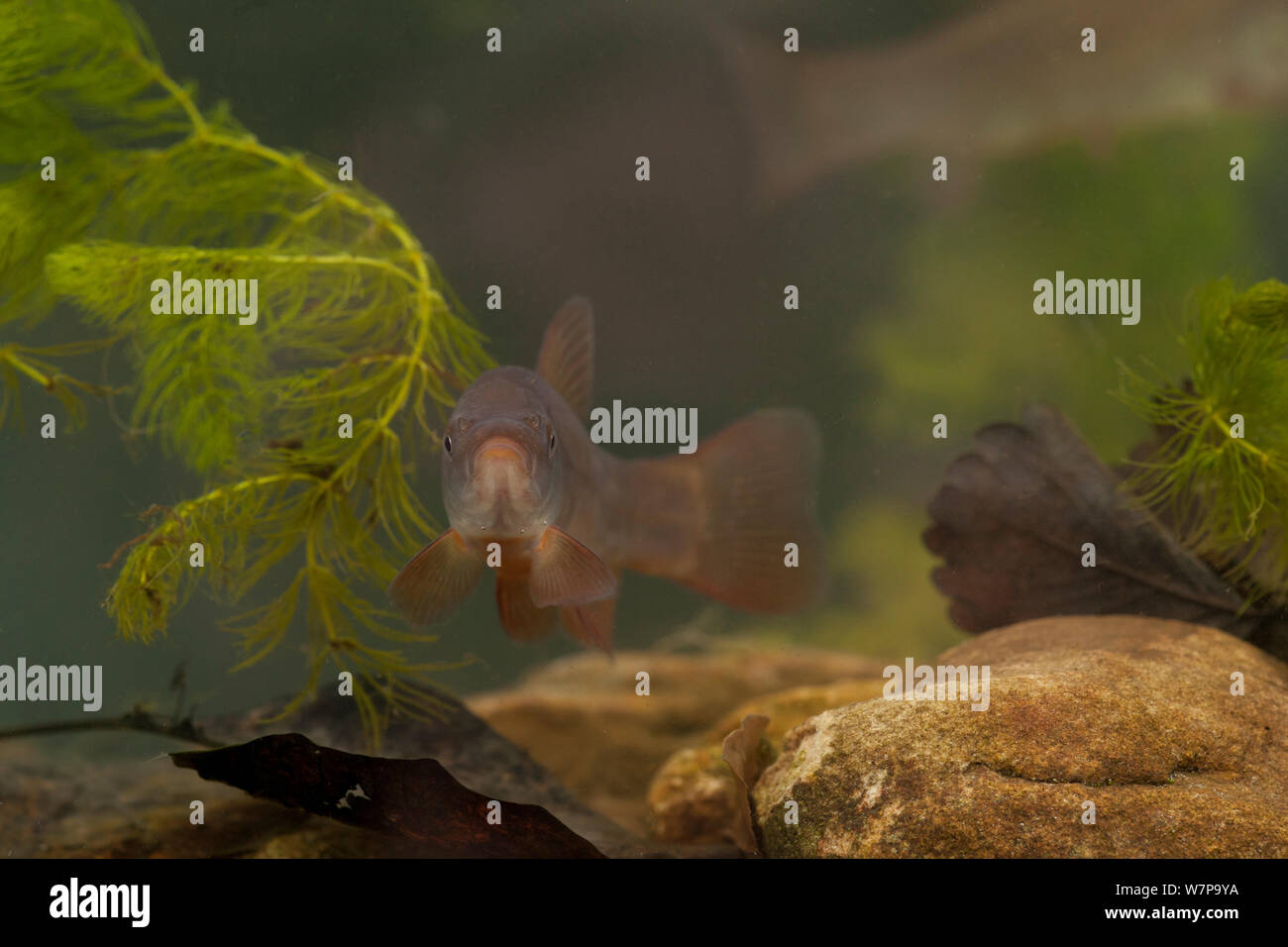 Schleie (Tinca tinca) Unterwasser im Stream, England Stockfotografie ...