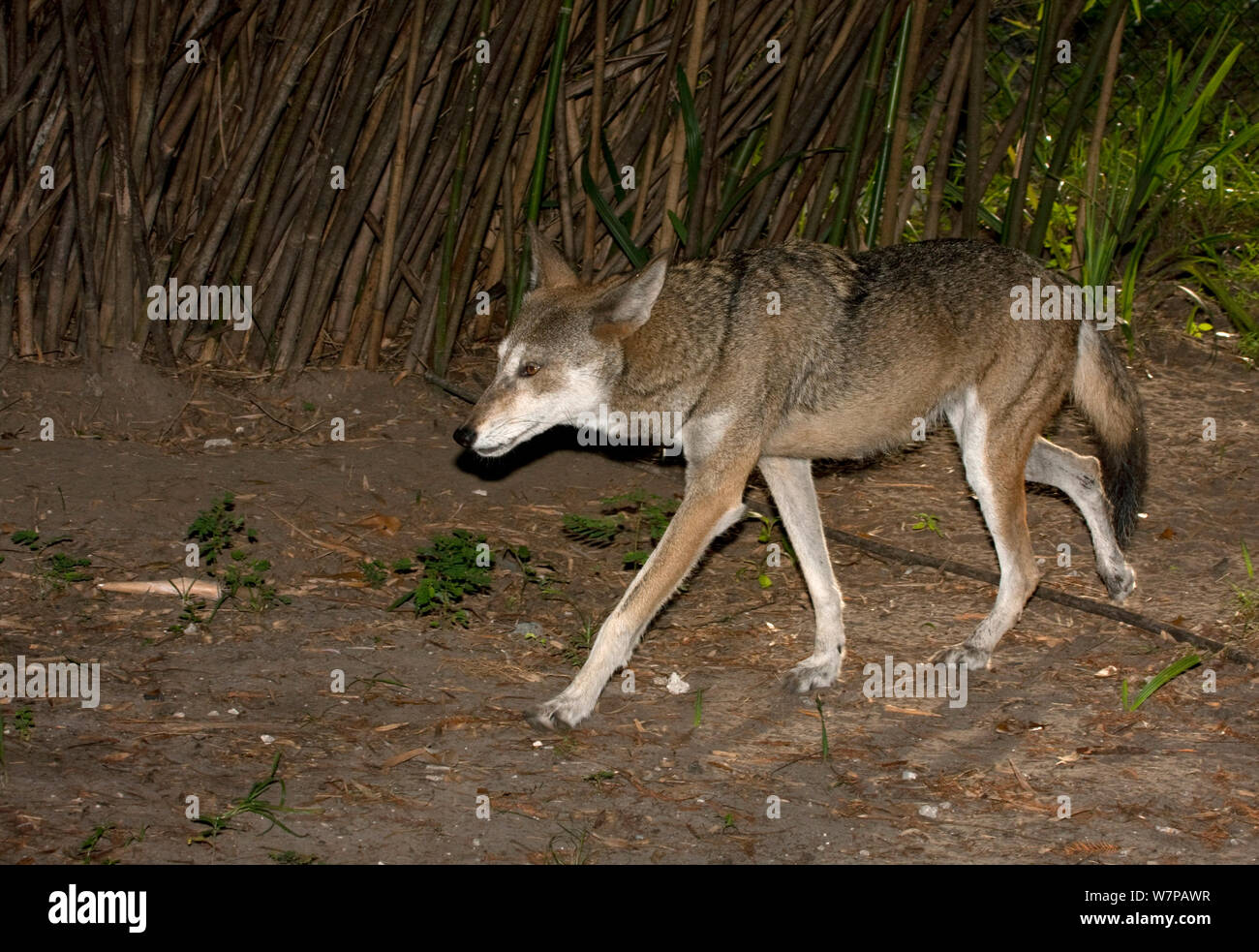 Endangered red wolf canis rufus -Fotos und -Bildmaterial in hoher ...