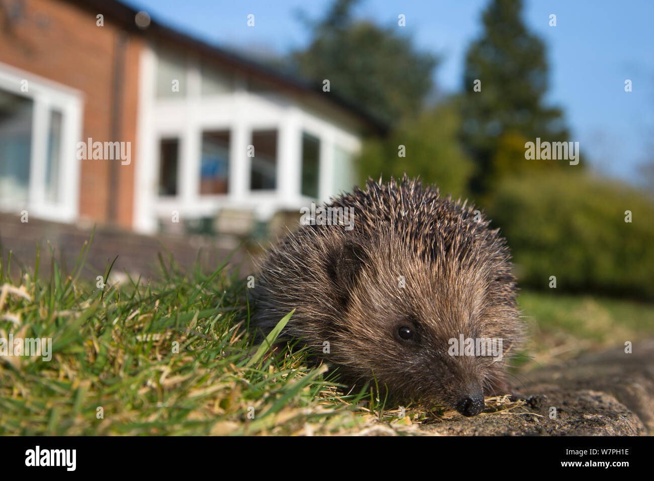Igel mit haus -Fotos und -Bildmaterial in hoher Auflösung – Alamy