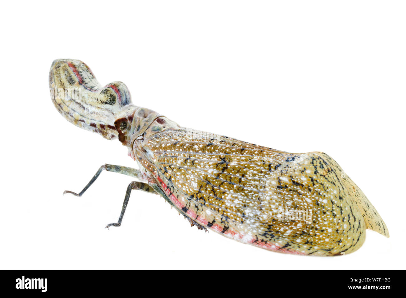 Fulgora sp -Fotos und -Bildmaterial in hoher Auflösung – Alamy