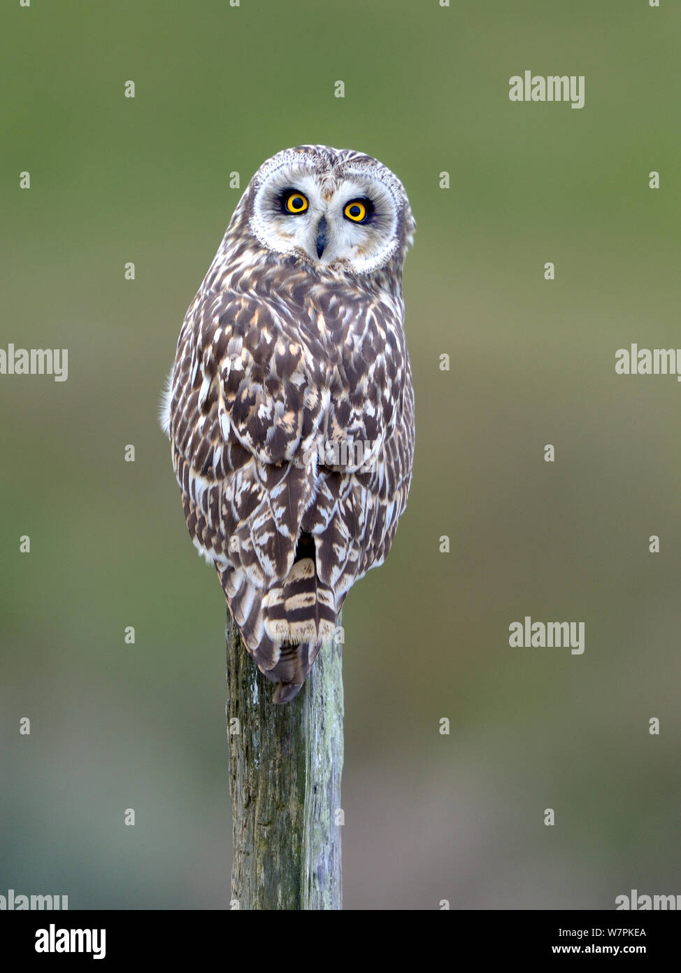 Eule mit kopf gedreht -Fotos und -Bildmaterial in hoher Auflösung – Alamy