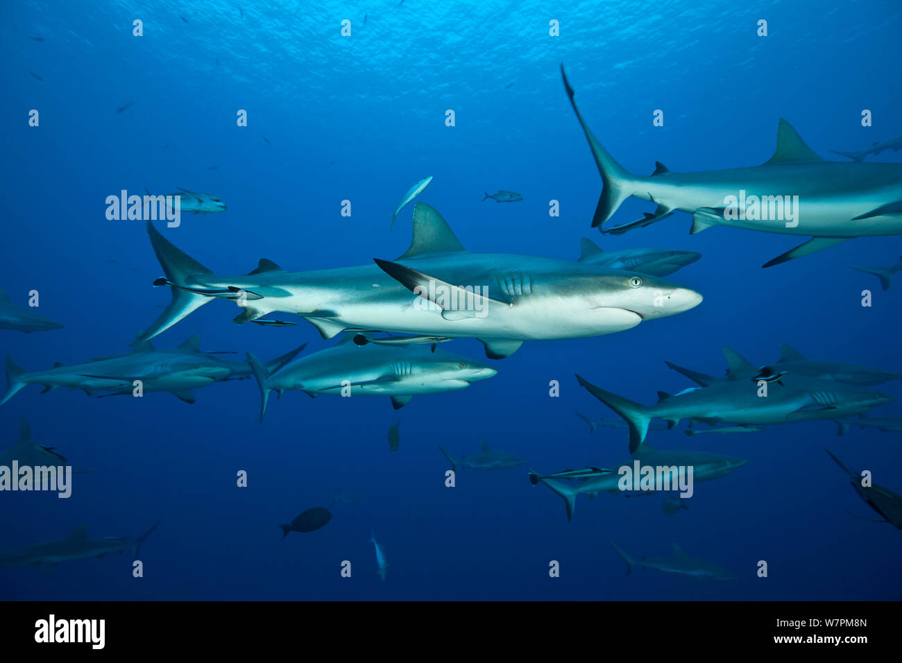 Carcharhinus amblyrhynchos -Fotos und -Bildmaterial in hoher Auflösung ...