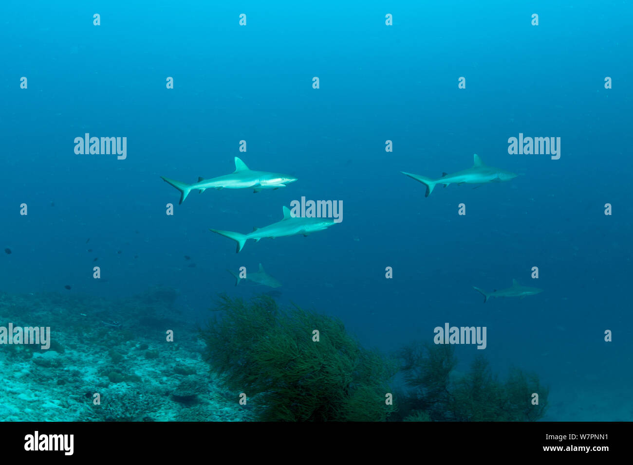 Fischschwarm malediven -Fotos und -Bildmaterial in hoher Auflösung – Alamy
