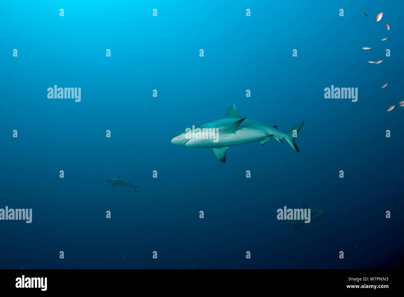 Carcharhinus amblyrhynchos -Fotos und -Bildmaterial in hoher Auflösung ...