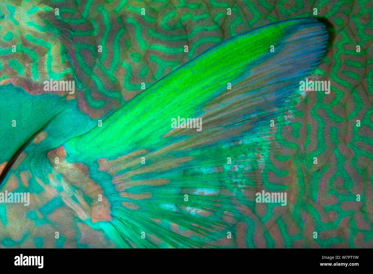 Fisch anatomie -Fotos und -Bildmaterial in hoher Auflösung – Alamy