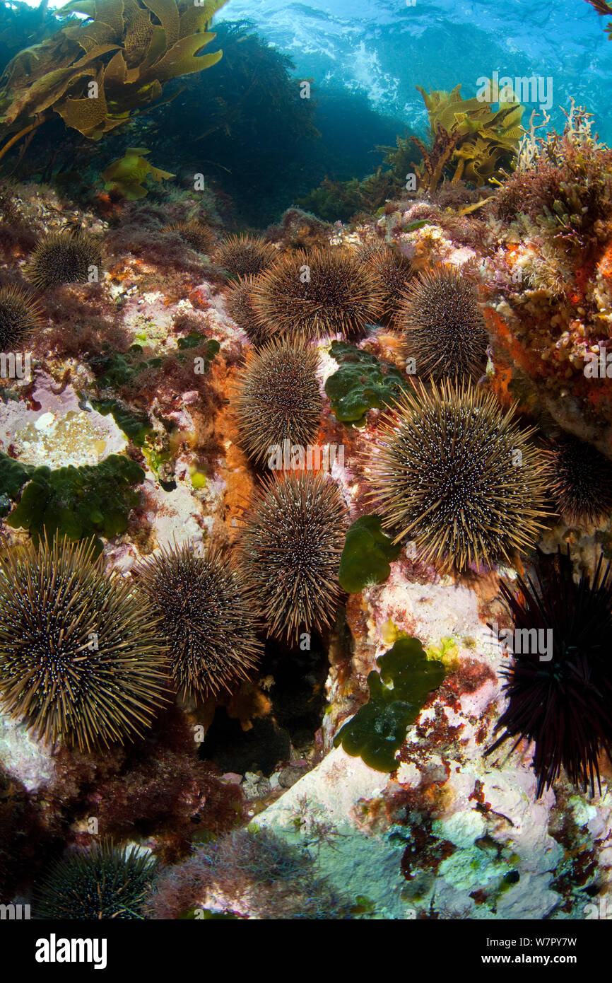 Echinoidea unterwasser -Fotos und -Bildmaterial in hoher Auflösung – Alamy