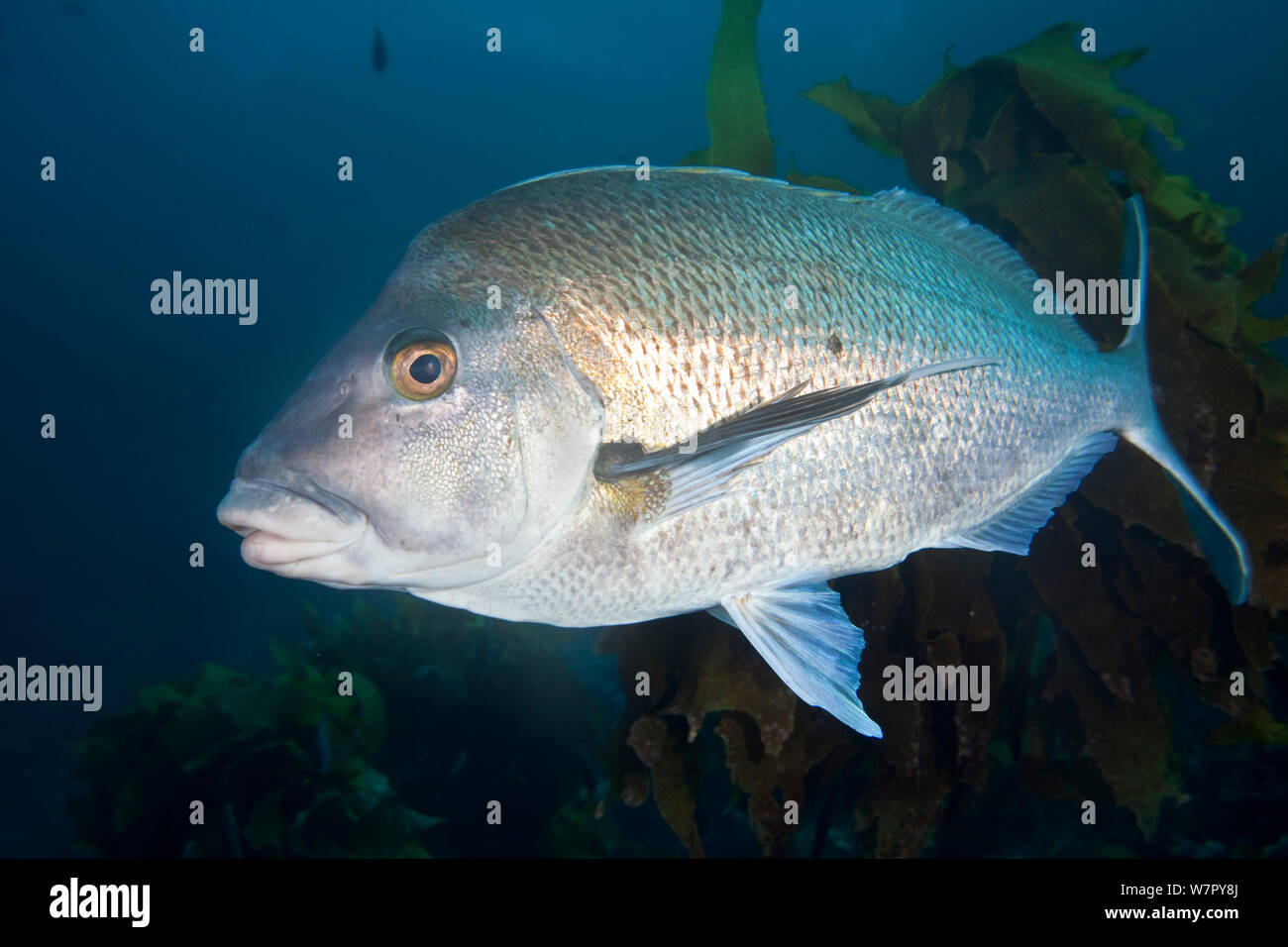 Pagrus pagrus -Fotos und -Bildmaterial in hoher Auflösung – Alamy