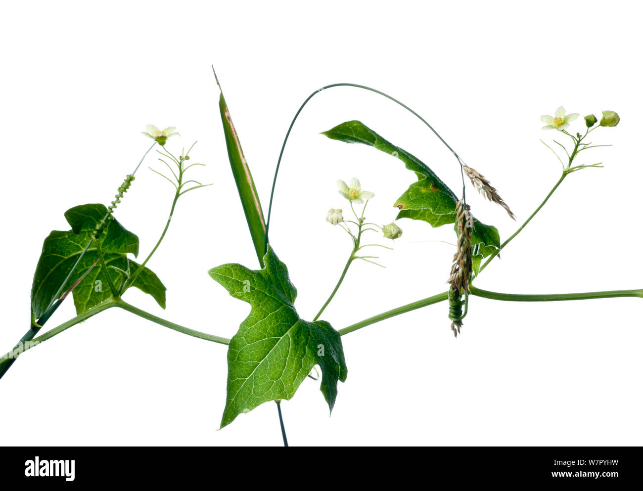 Bryonia dioica cucurbitaceae -Fotos und -Bildmaterial in hoher ...