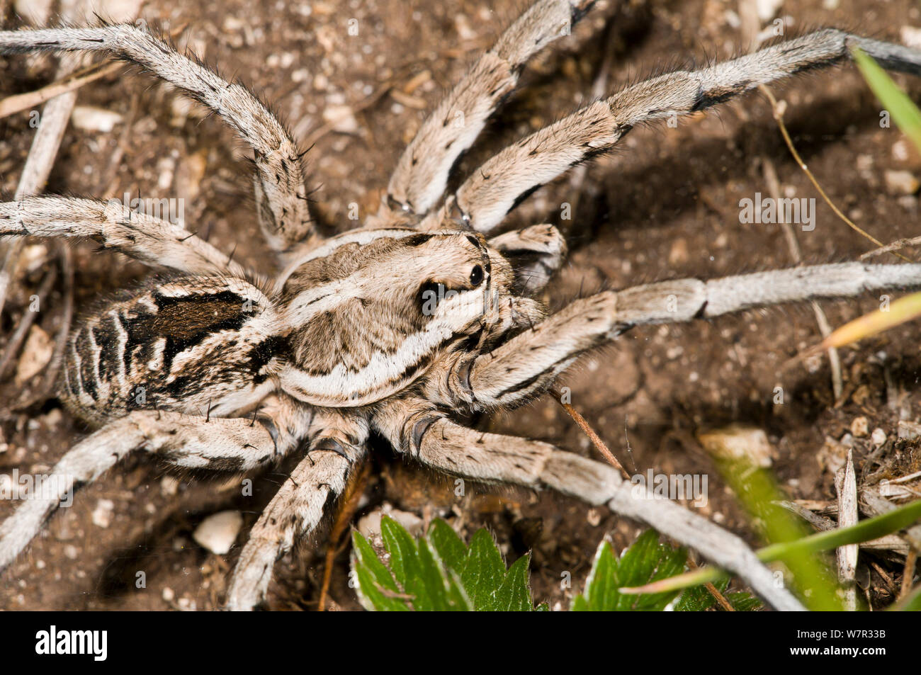 Apulische tarantel -Fotos und -Bildmaterial in hoher Auflösung – Alamy