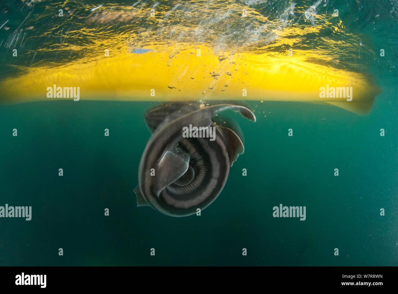 Poroderma africanum -Fotos und -Bildmaterial in hoher Auflösung – Alamy