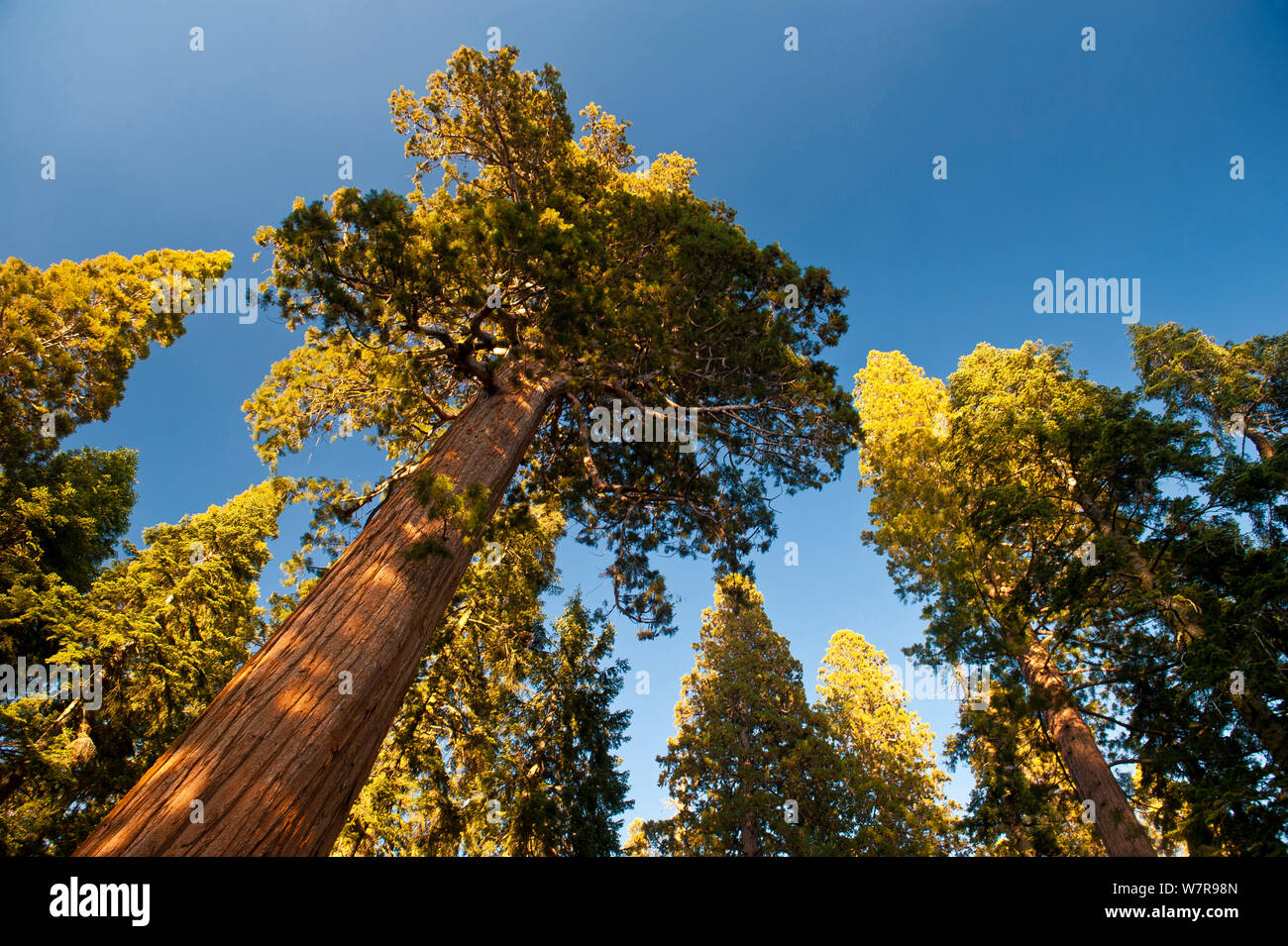 Riesenmammutbäume sequoiadendron giganteum -Fotos und -Bildmaterial in ...
