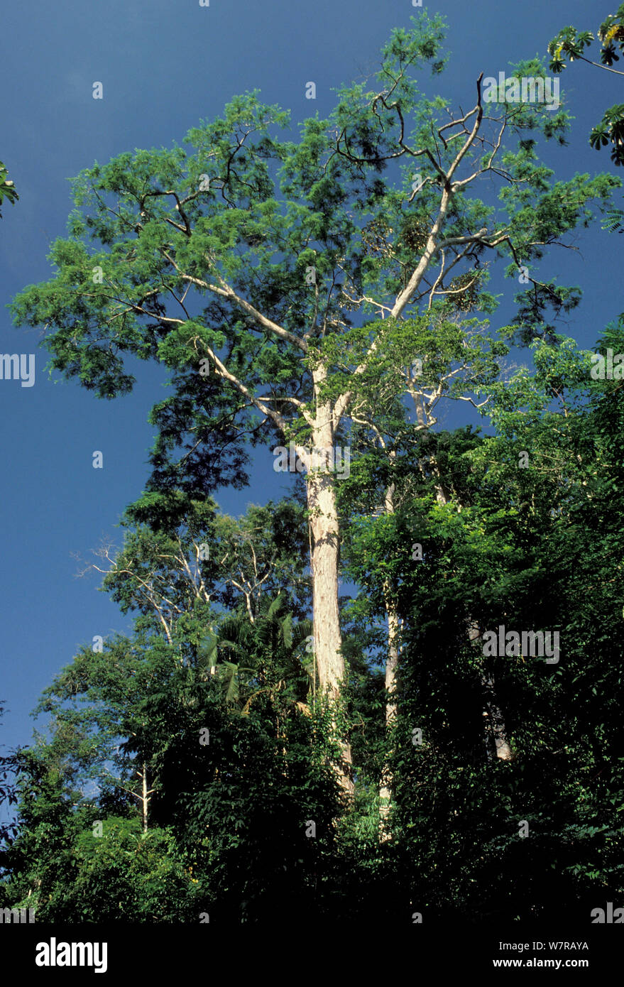Rio-palisander (Dalbergia nigra) eine seltene und gefährdete Baum des ...