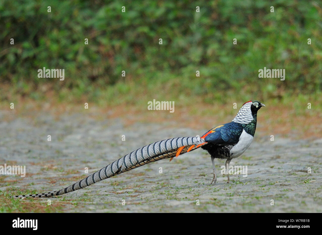 Dame amerhersts fasan -Fotos und -Bildmaterial in hoher Auflösung – Alamy