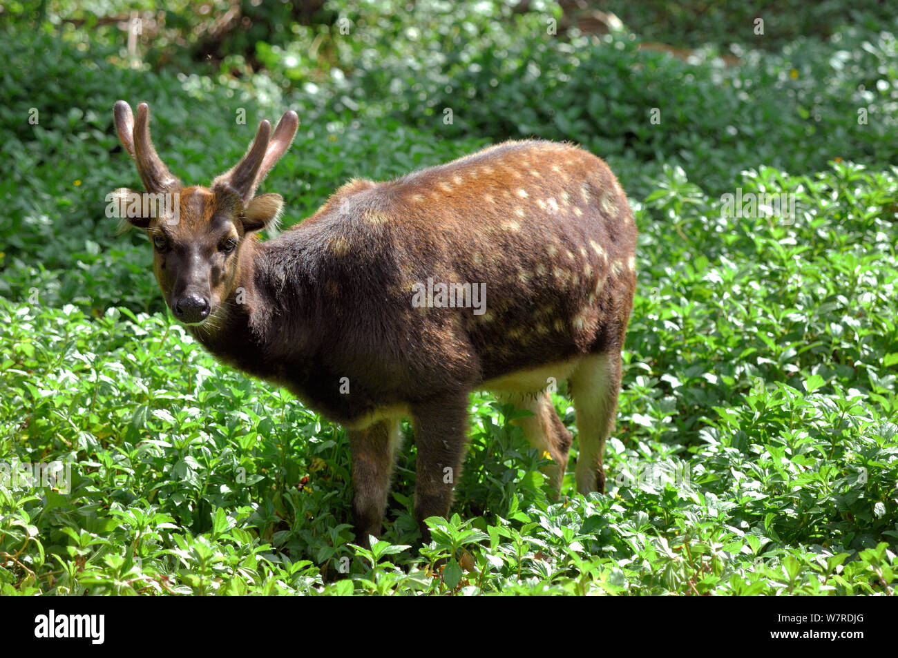 Endemische Hirsche Stockfotos und -bilder Kaufen - Alamy