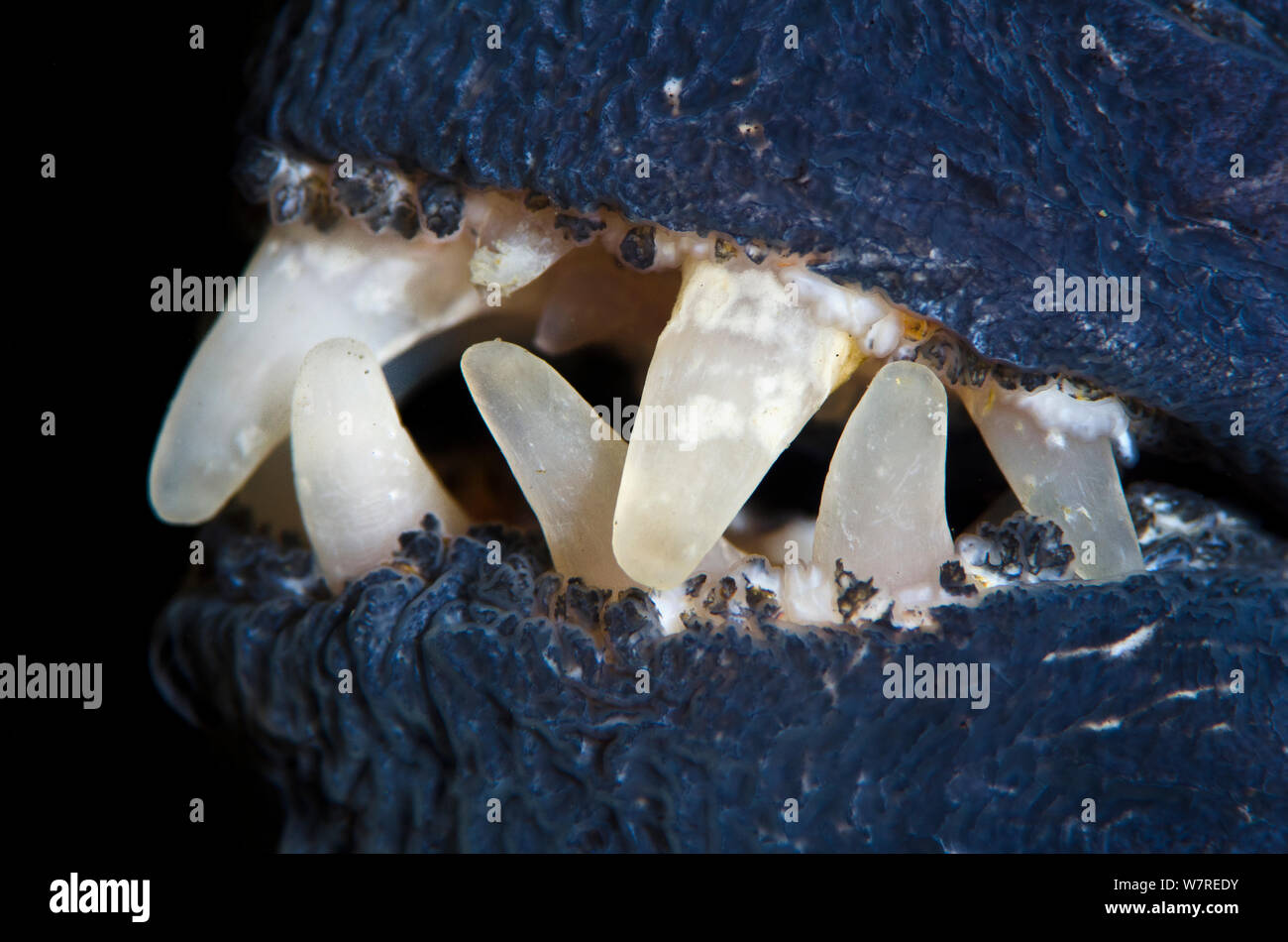 Der seewolf oder anarhichas lupus -Fotos und -Bildmaterial in hoher ...