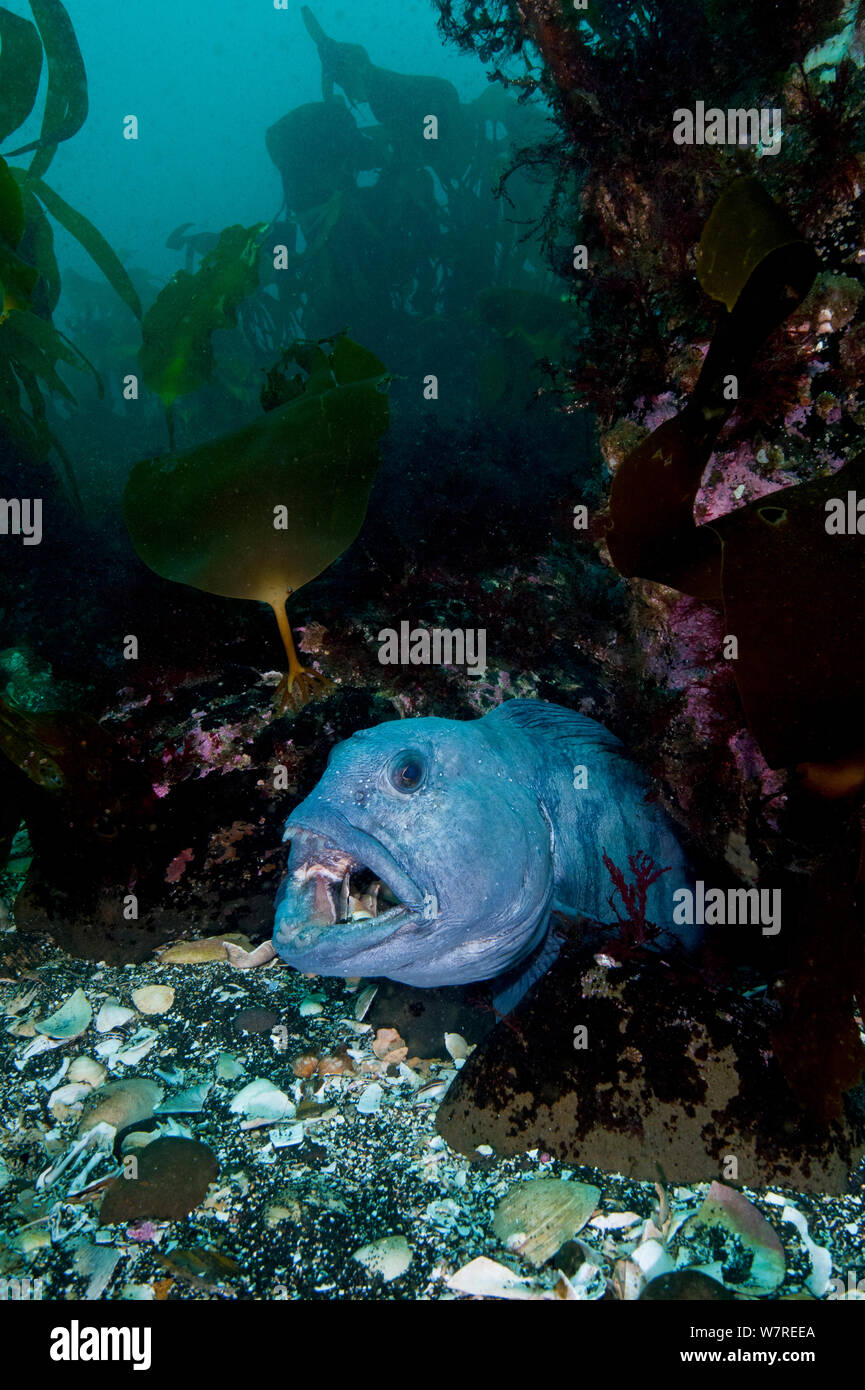 Anarhichas lupus -Fotos und -Bildmaterial in hoher Auflösung – Alamy