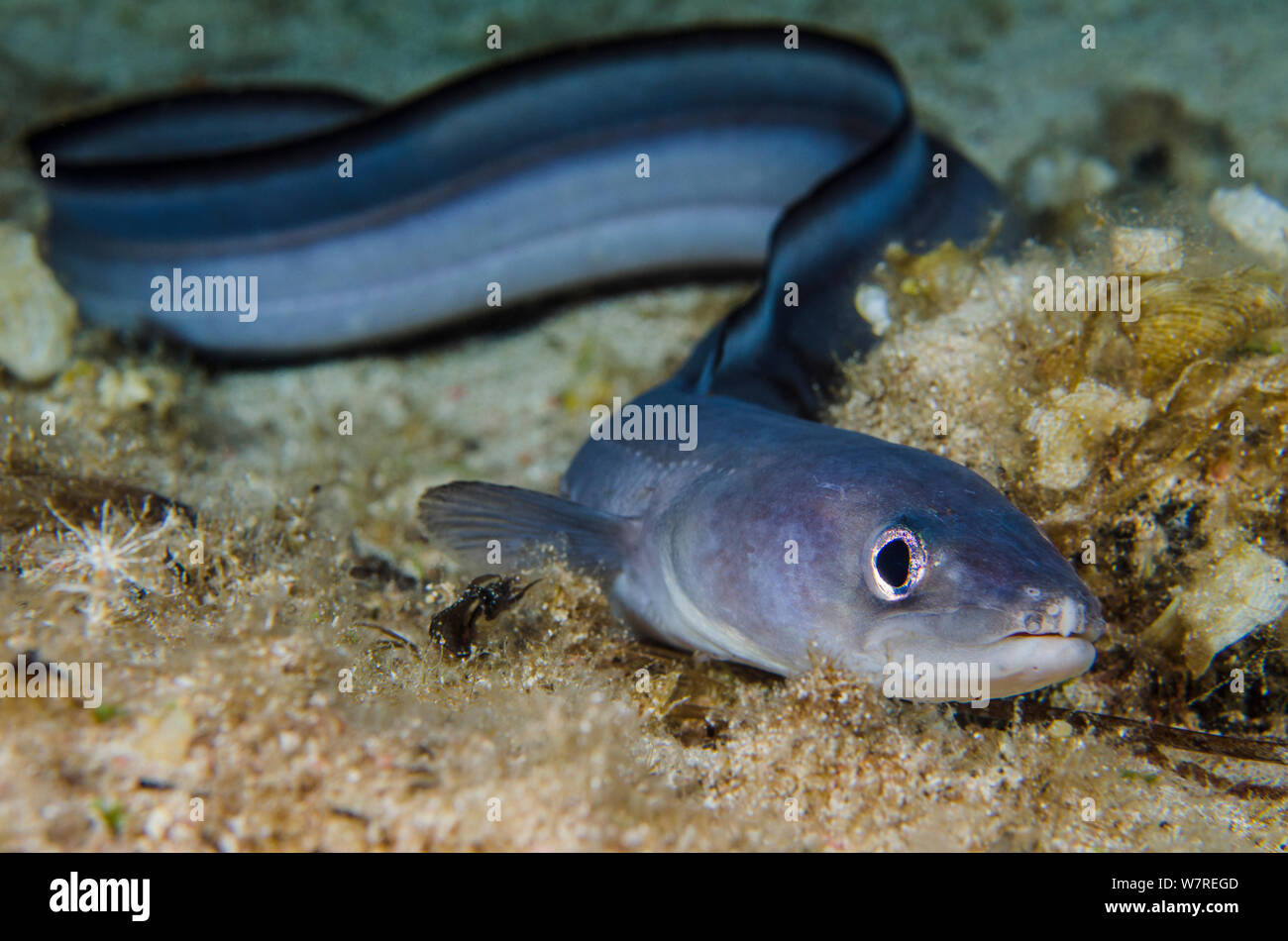 Conger conger fisch -Fotos und -Bildmaterial in hoher Auflösung – Alamy