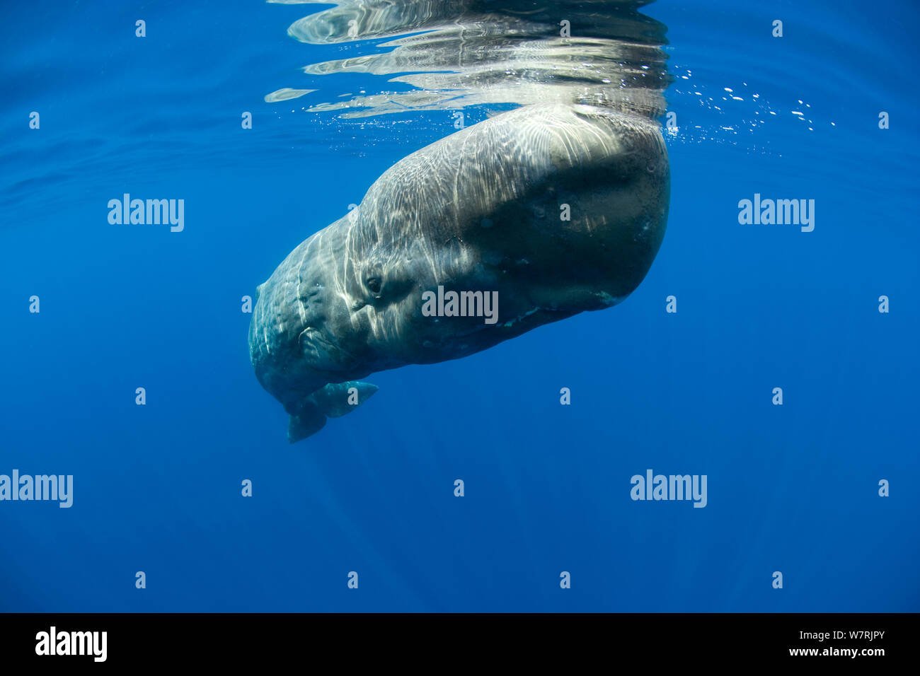 Physeter macrocephalus sperm whale head -Fotos und -Bildmaterial in ...