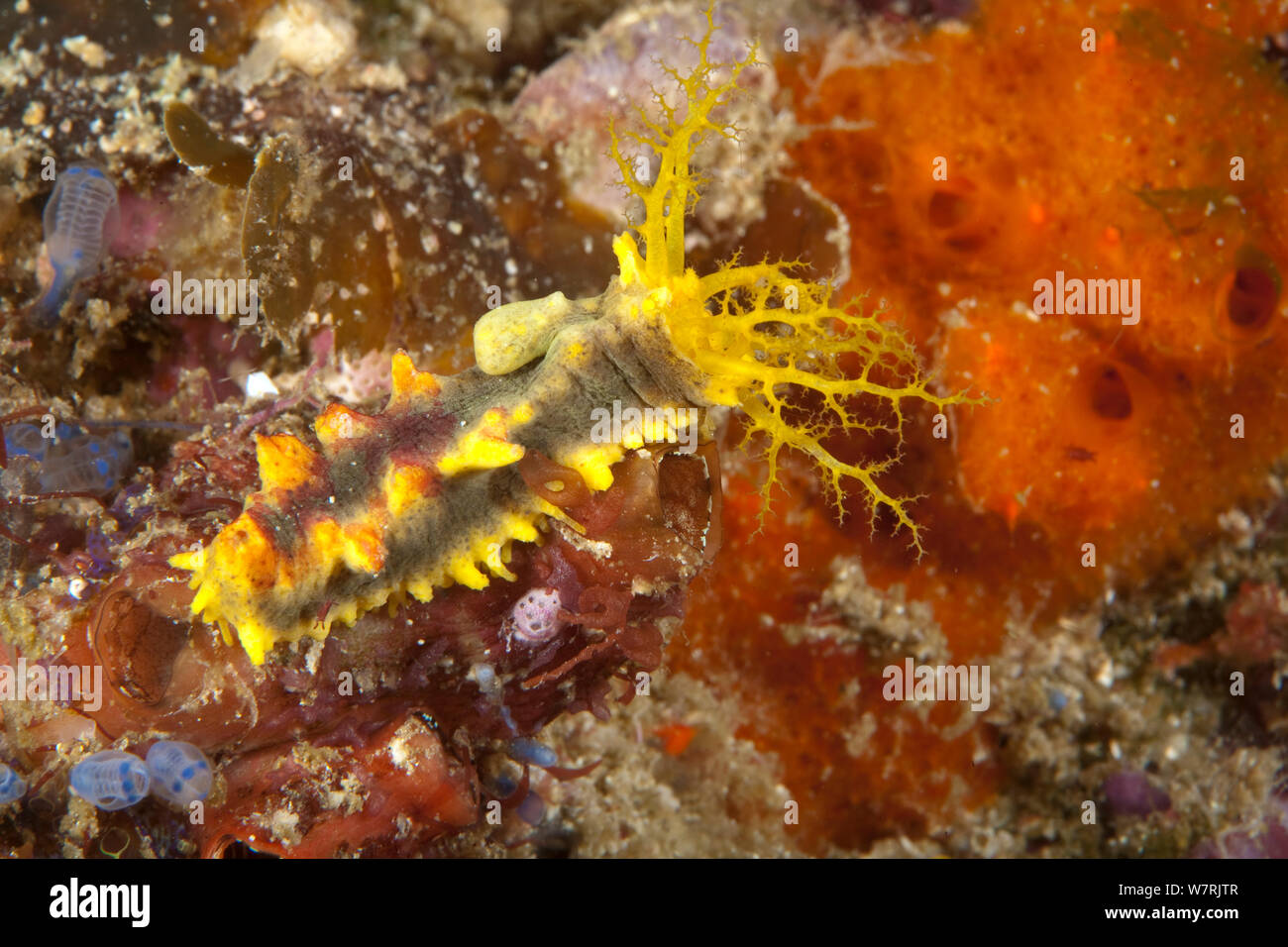 Colochirus robustoides -Fotos und -Bildmaterial in hoher Auflösung – Alamy