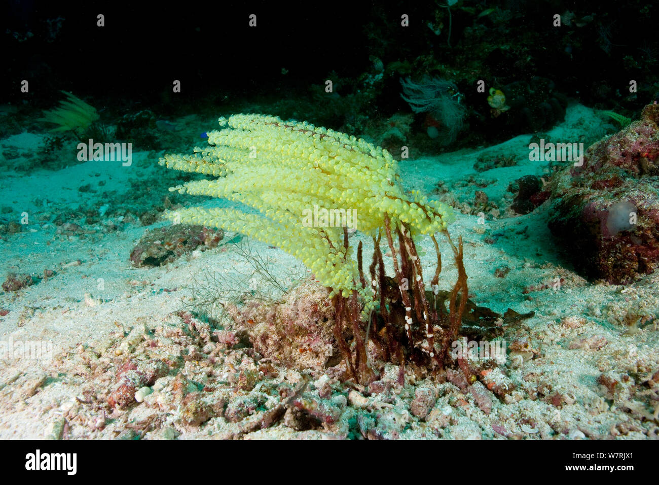 Perophora namei -Fotos und -Bildmaterial in hoher Auflösung – Alamy