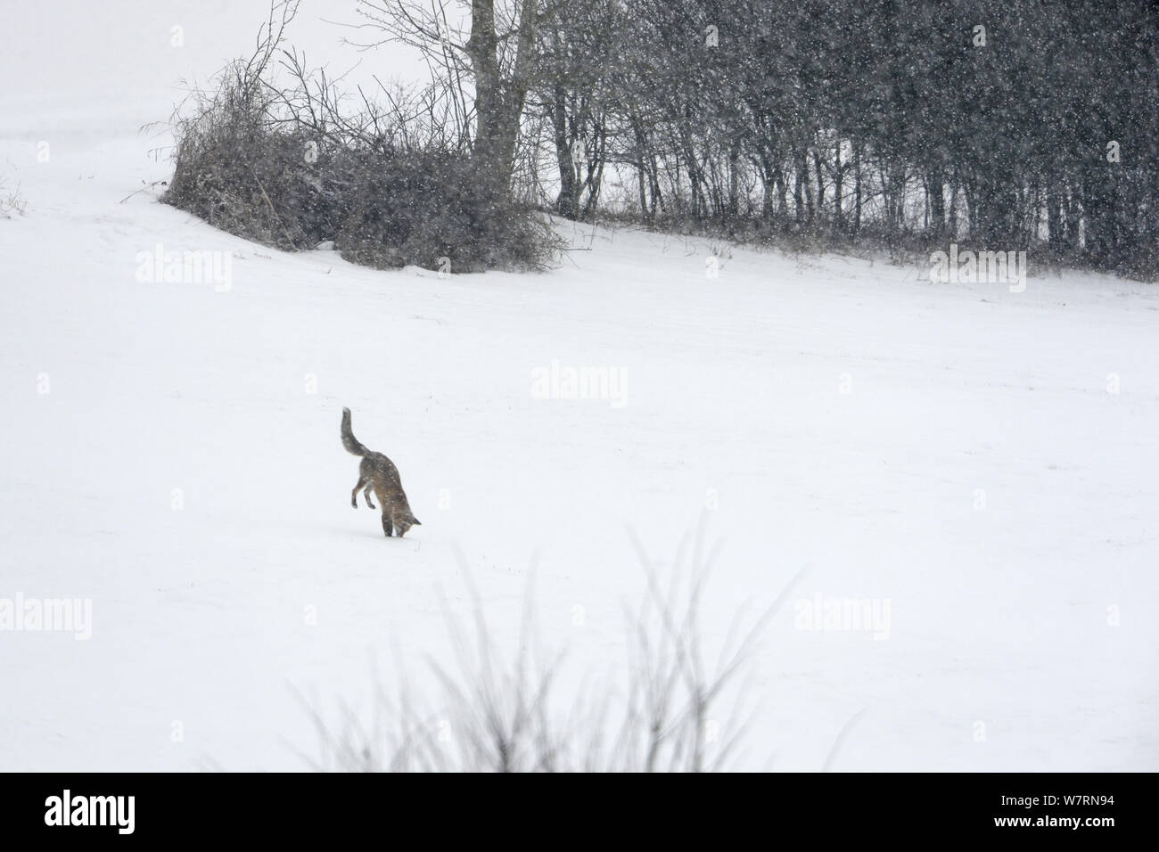Fuchs springt im schnee -Fotos und -Bildmaterial in hoher Auflösung – Alamy