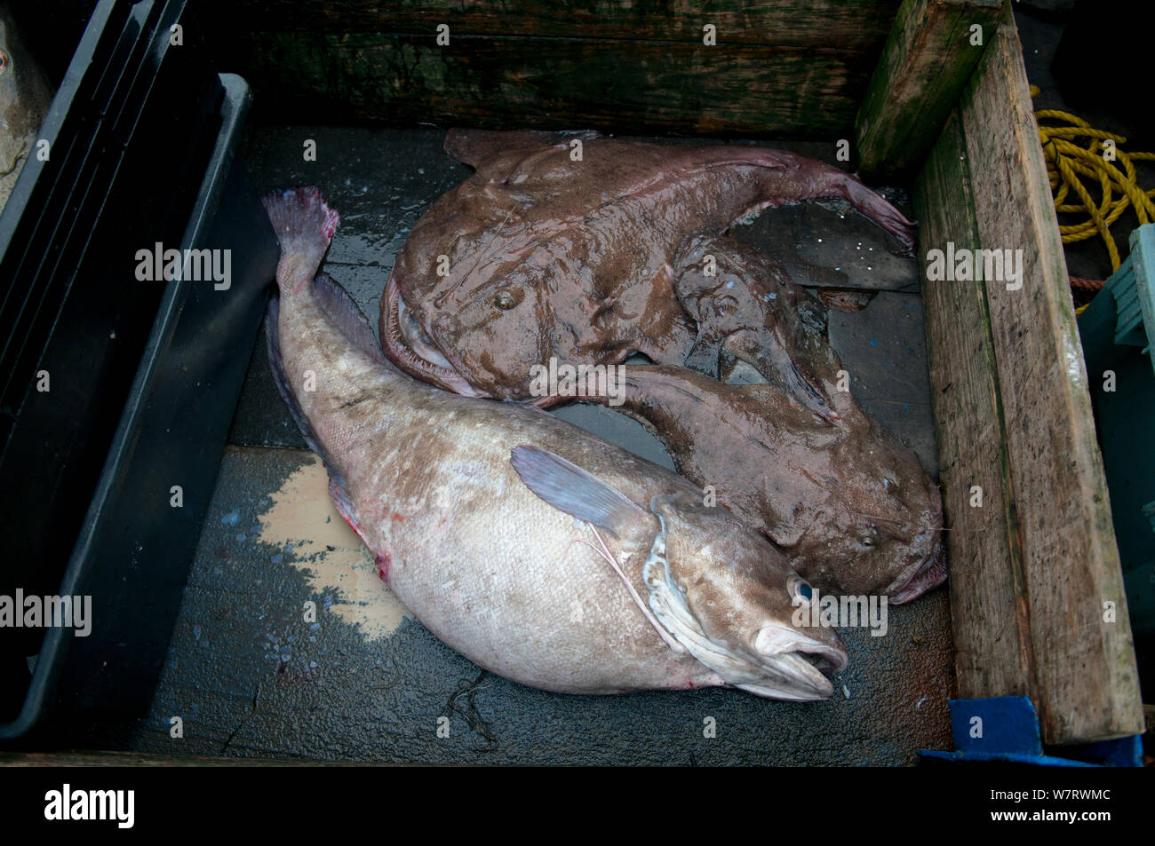 Goosefish (Lophius americanus) und rote Seehecht fischen (Urophycis ...