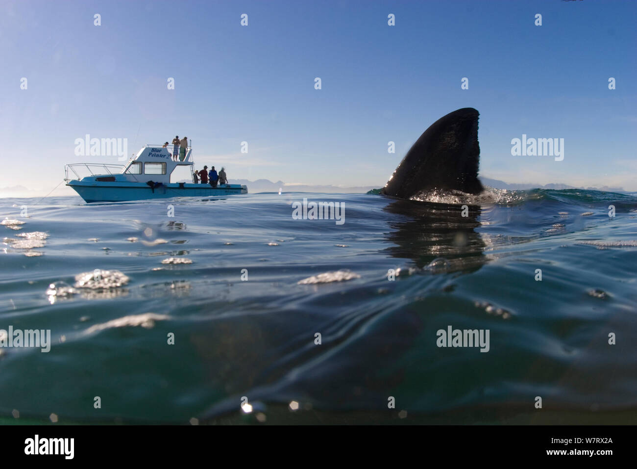 Shark fin -Fotos und -Bildmaterial in hoher Auflösung – Alamy