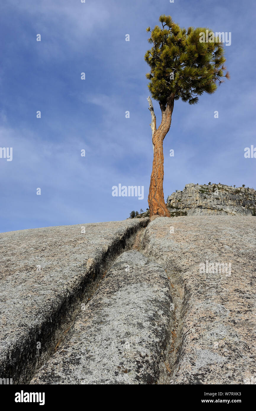 Pinus peninsularis -Fotos und -Bildmaterial in hoher Auflösung – Alamy