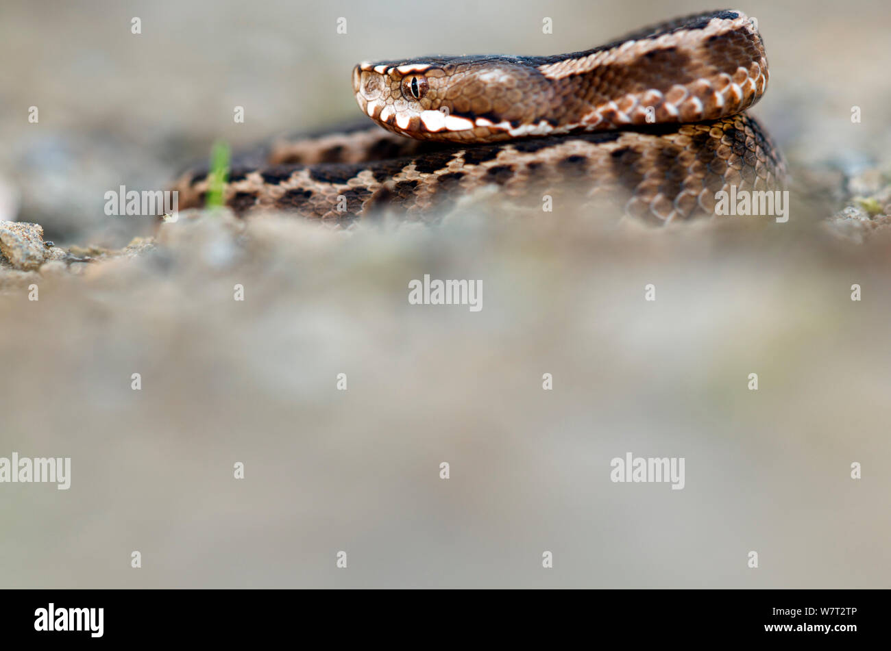 Vipera kaznakovi -Fotos und -Bildmaterial in hoher Auflösung – Alamy