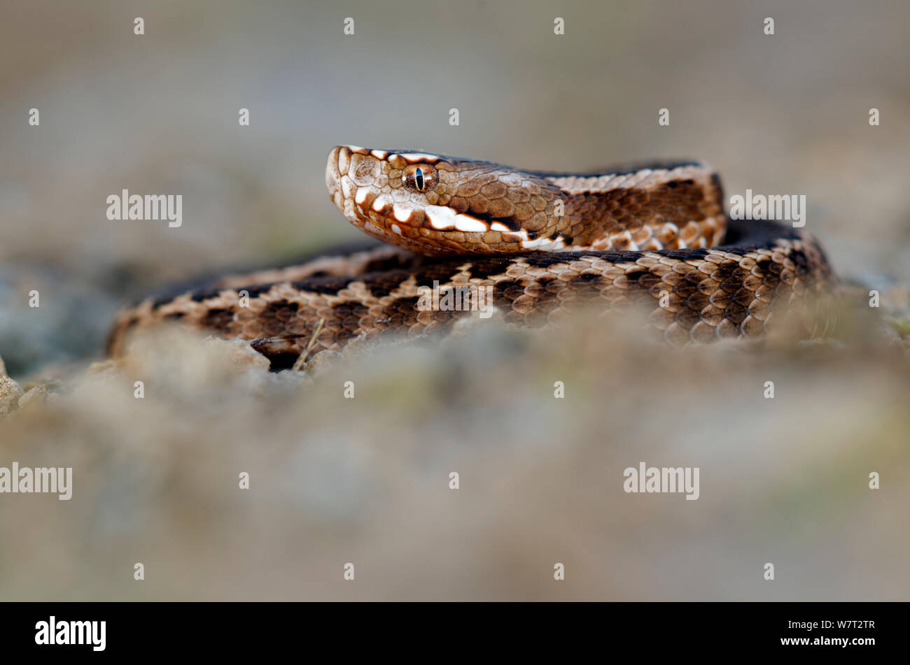 Vipera kaznakovi -Fotos und -Bildmaterial in hoher Auflösung – Alamy