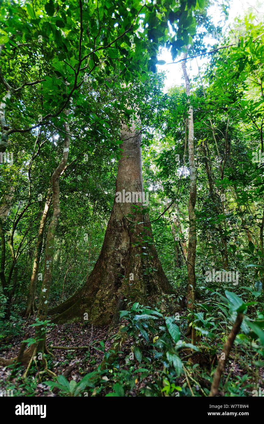 Mahagoni Baum Stockfotos und -bilder Kaufen - Alamy