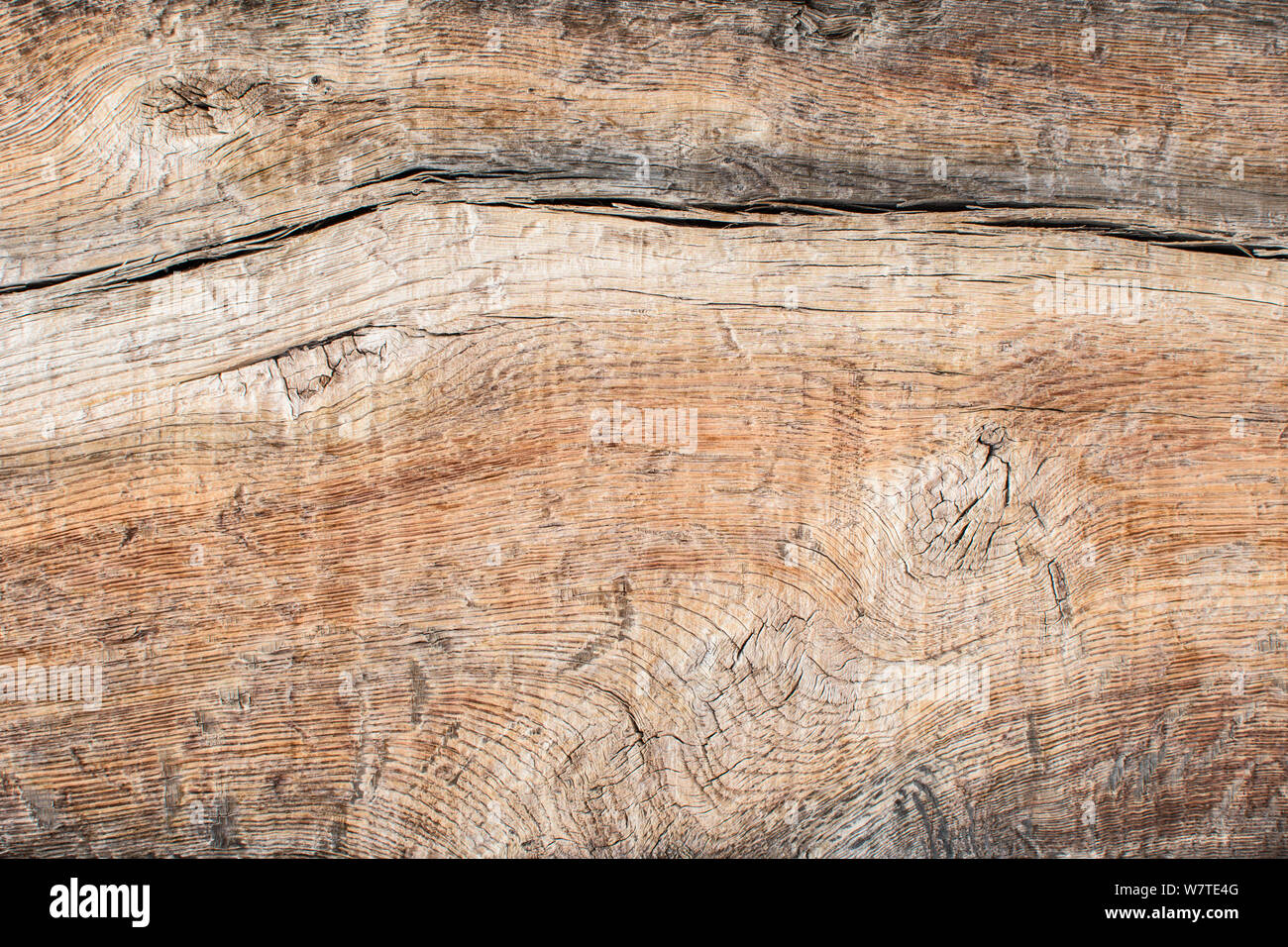 Natur alte Holz Rinde Muster oder eine Struktur. Alte rauhe Baum, Braun ...
