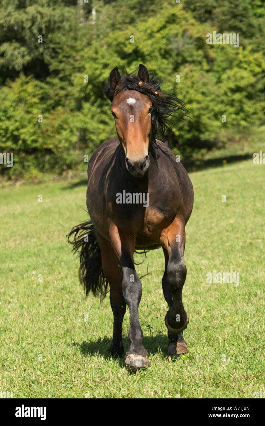 Noriker horse portrait -Fotos und -Bildmaterial in hoher Auflösung – Alamy