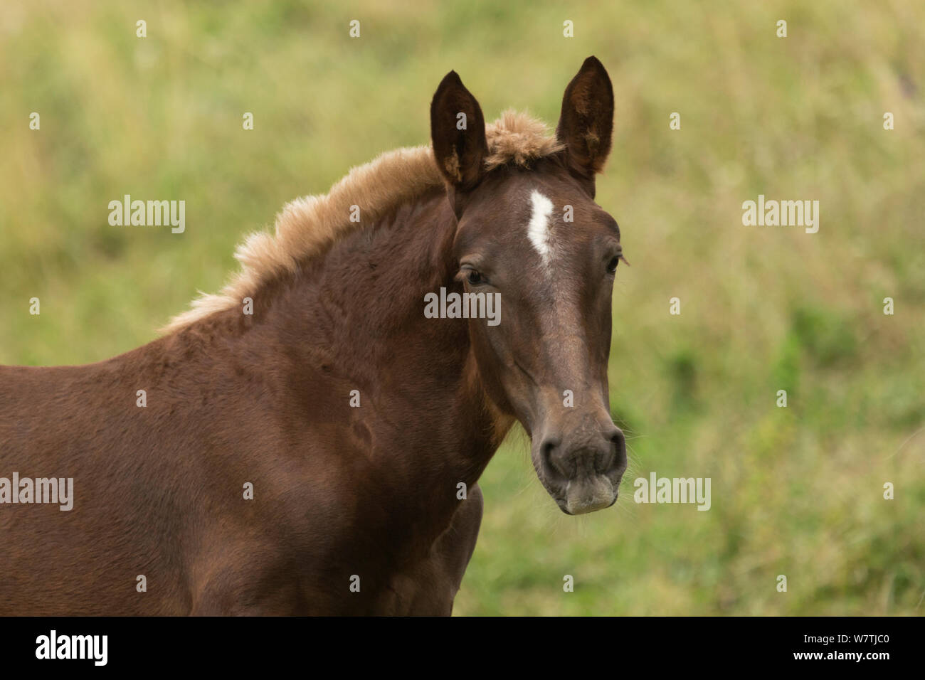 Noriker horse portrait -Fotos und -Bildmaterial in hoher Auflösung – Alamy