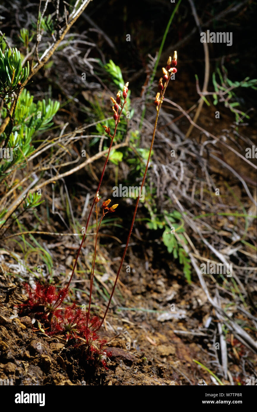 Drosera neocaledonica -Fotos und -Bildmaterial in hoher Auflösung – Alamy