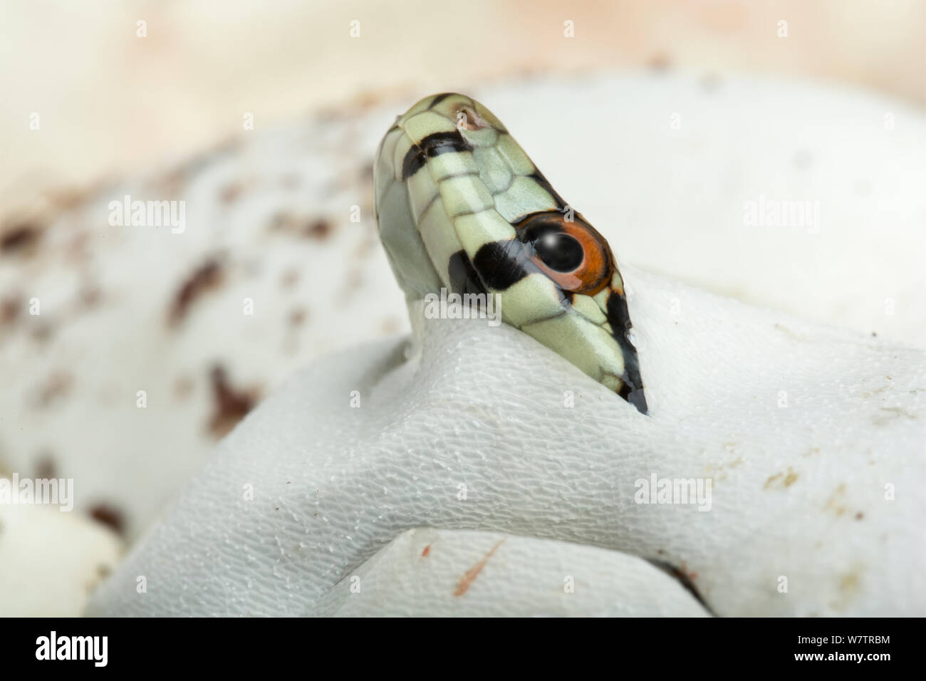 Snake egg -Fotos und -Bildmaterial in hoher Auflösung – Alamy