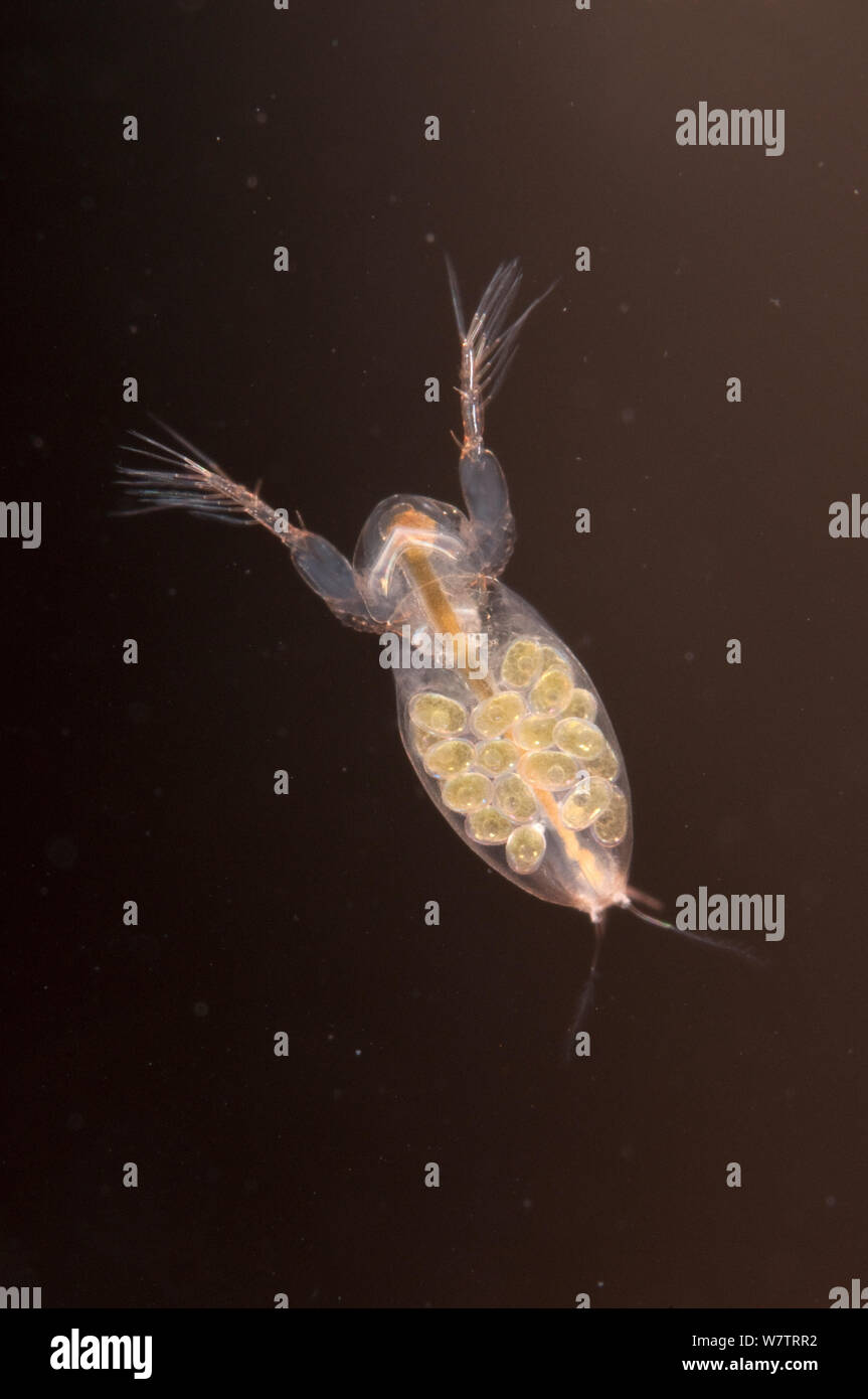 Wasser fea (Daphnien) mit Eiern, Europa, September, kontrollierten ...