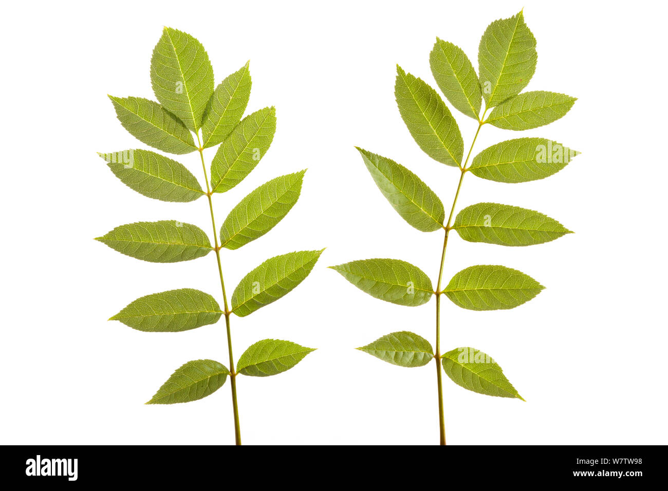 Ash tree fraxinus excelsior Ausgeschnittene Stockfotos und -bilder - Alamy