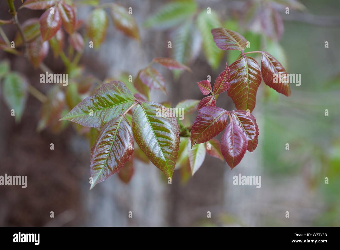 Rhus toxicodendron var radicans -Fotos und -Bildmaterial in hoher ...