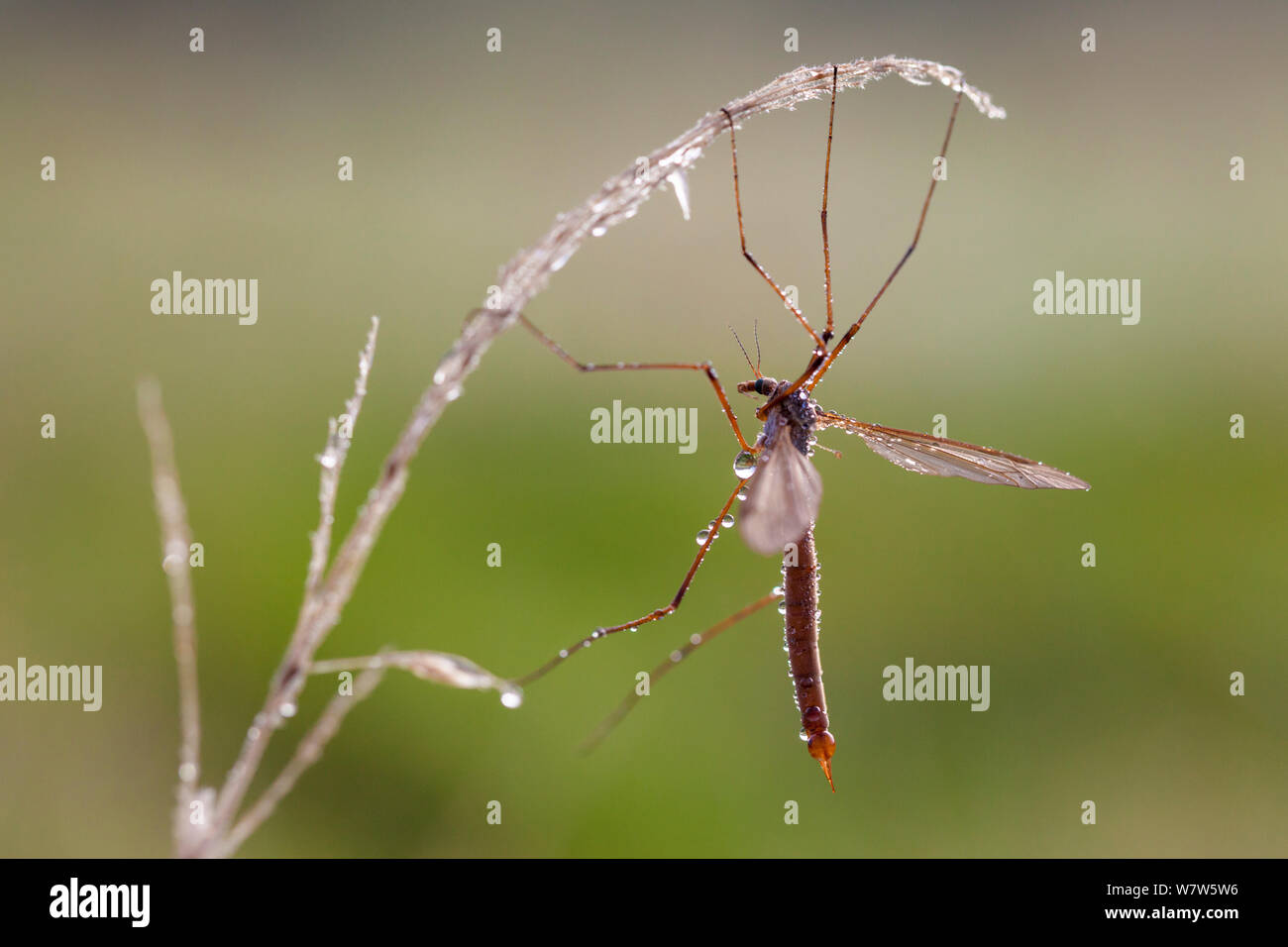 Cranefly tipula paludosa -Fotos und -Bildmaterial in hoher Auflösung ...