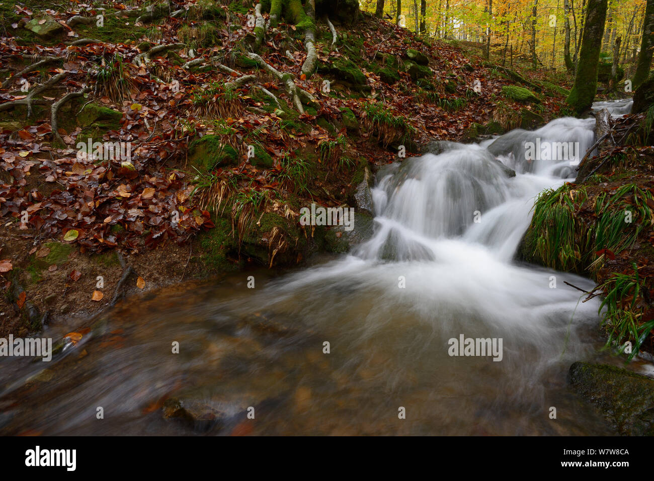 Wald vogesen -Fotos und -Bildmaterial in hoher Auflösung – Alamy